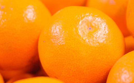 蔵出しみかん6kg 2L又は3Lサイズ 和歌山県より農園直送 【北海道・沖縄県・一部離島 配送不可】 - 和歌山県海南市｜ふるさとチョイス - ふるさと納税サイト