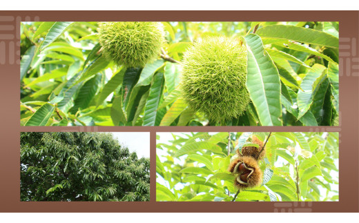 先行予約 》3L 利平栗 1.8kg 【2024年9月中旬より発送予定】 大粒 栗 くり マロン 果物 フルーツ くだもの 秋の味覚 数量限定 期間限定 旬 秋 国産 秋 旬の栗 お菓子作り ...