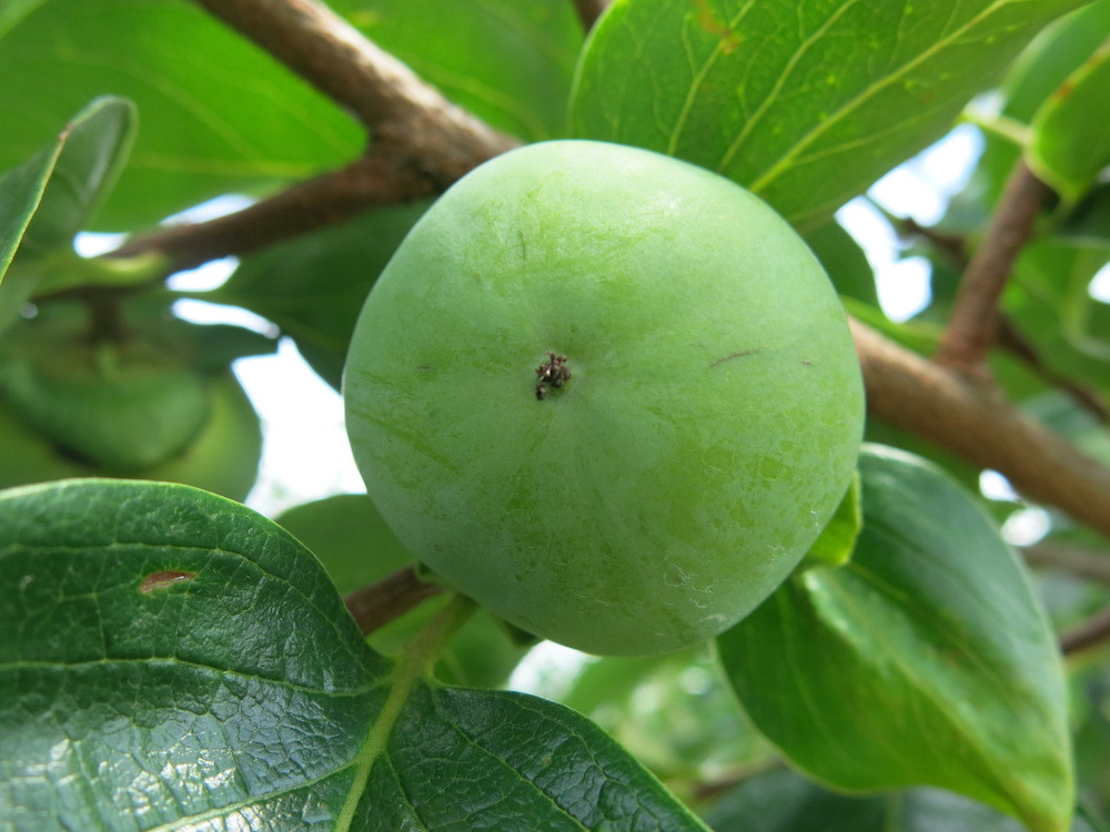 [柿の王様] 大野農園の富有柿ご家庭用3L・2Lサイズ (4kg) [0631] - 岐阜県本巣市｜ふるさとチョイス - ふるさと納税サイト