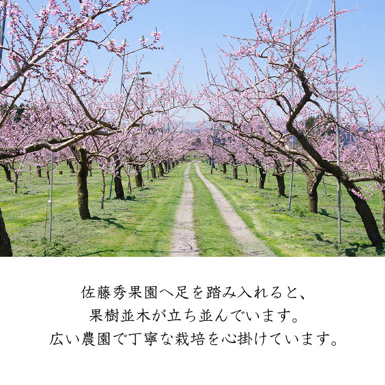 《先行予約》鹿角りんご「はるか」5kg（14～18玉前後）【佐藤秀果園】 2024年12月上旬発送開始 りんご リンゴ 林檎 はるか 贈答用 秋田県 秋田 あきた 鹿角市 鹿角 かづの 5kg ...