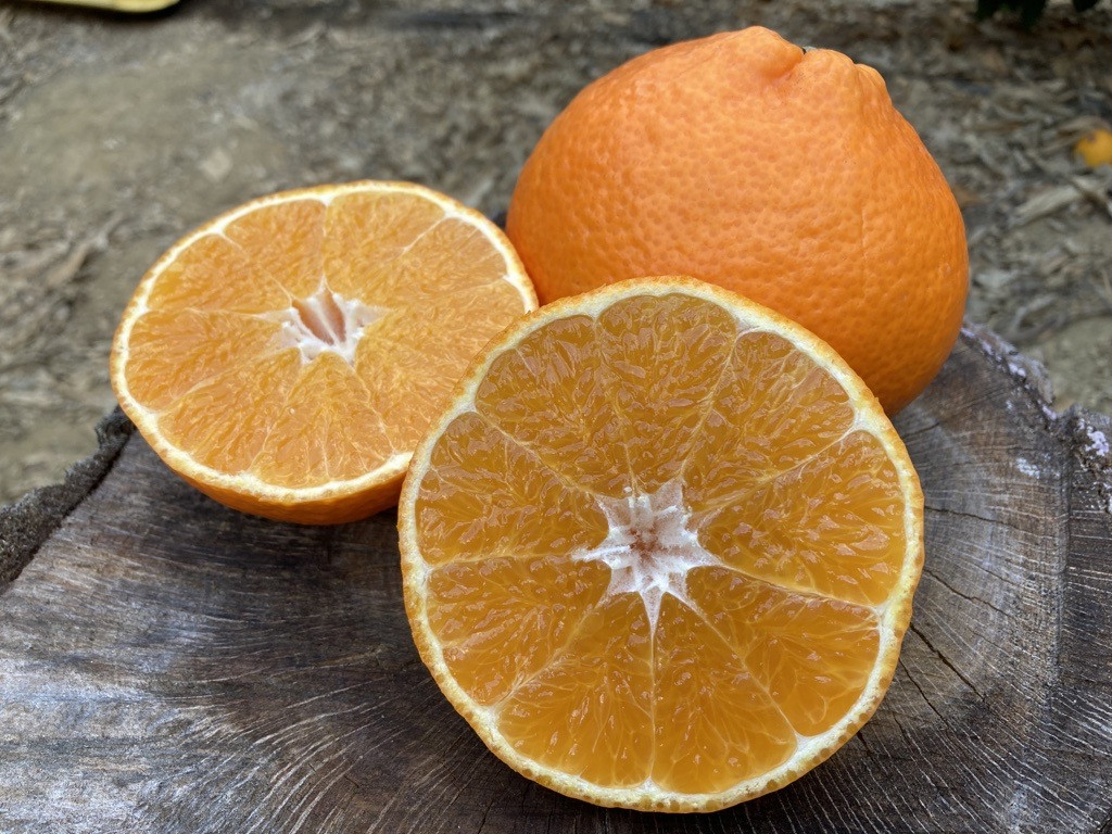 B83 【2023年12月発送】【先行予約】愛果28号 5kg ご家庭用 2L〜4L 大玉 - 愛媛県伊予市｜ふるさとチョイス - ふるさと納税サイト