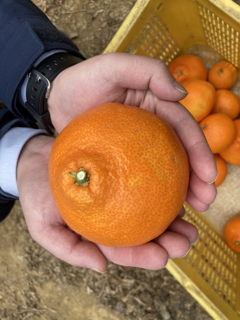 B83 【2023年12月発送】【先行予約】愛果28号 5kg ご家庭用 2L〜4L 大玉 - 愛媛県伊予市｜ふるさとチョイス - ふるさと納税サイト