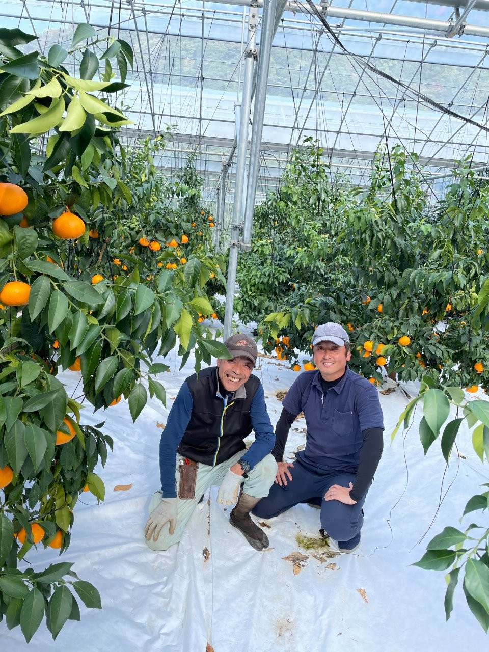 B83 【2023年12月発送】【先行予約】愛果28号 5kg ご家庭用 2L〜4L 大玉 - 愛媛県伊予市｜ふるさとチョイス - ふるさと納税サイト