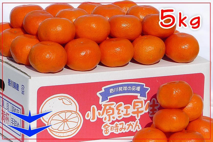 小原紅早生みかん 香川県産 約5kg ( S ～ Lサイズ ) ｜ みかん - 香川県坂出市｜ふるさとチョイス - ふるさと納税サイト