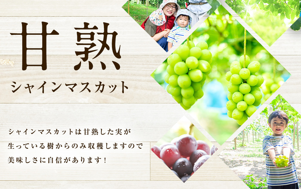 【2024年8月下旬～9月下旬発送】福岡県産シャインマスカット 約2kg 4~5房 - 福岡県嘉麻市｜ふるさとチョイス - ふるさと納税サイト