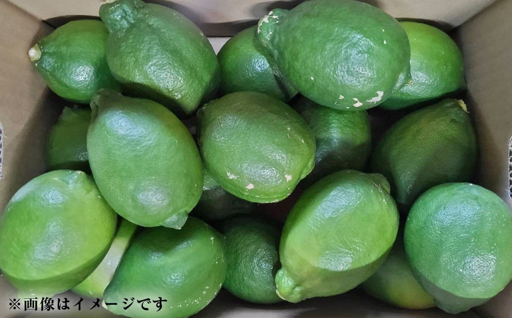 【8月下旬～順次発送予定】璃の香(りのか) 約3kg 10～15玉 吉田レモニー 檸檬 レモン れもん 果物 くだもの フルーツ 柑橘 - 熊本県宇城市｜ふるさとチョイス - ふるさと納税サイト