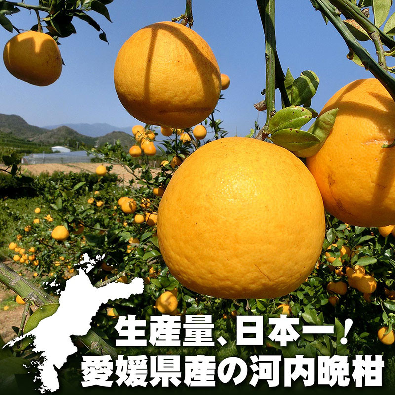 贈答用 河内晩柑 10kg L～2L サイズ 中井屋 果物 フルーツ 柑橘 みかん 蜜柑 晩柑 かわちばんかん 和製 グレープフルーツ 数量限定 産地直送 国産 愛媛 宇和島 B012 ...