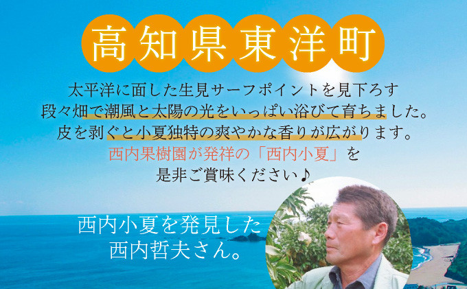 量が選べる 【訳アリ】西内小夏 3･5･10kg N51 N42 N52 - 高知県東洋町｜ふるさとチョイス - ふるさと納税サイト