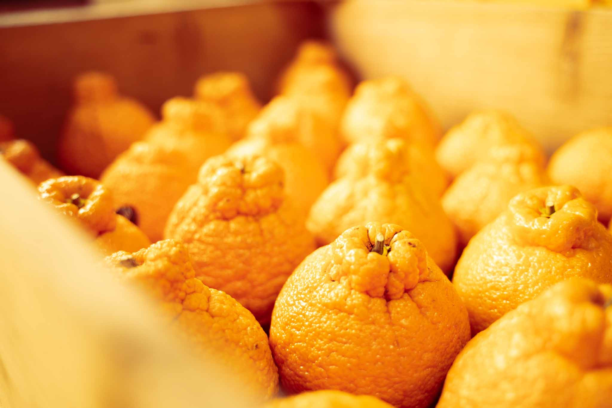 デコポン 約3kg 6玉～12玉 【2024年2月下旬～2024年4月下旬発送予定】 - 熊本県熊本市｜ふるさとチョイス - ふるさと納税サイト