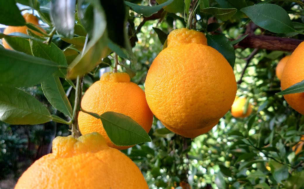 厳選 露地 不知火 希少 4Lサイズ 6～7玉入り (約3kg) 【2025年3月下旬-4月下旬発送予定】 ／ 果物 くだもの フルーツ 柑橘 完熟 しらぬい 長崎県産 国産 長崎県 長崎市 ...