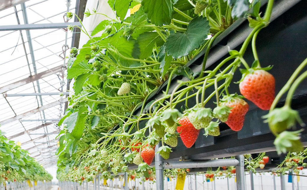 紅ほっぺ DX 約260g×4パック 計1,040g 【2025年1月上旬-2025年3月下旬発送予定】｜ いちご 苺 果物 くだもの フルーツ 紅ほっぺ - 静岡県菊川市｜ふるさとチョイス ...