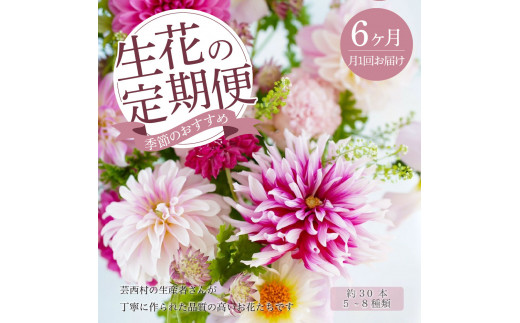《6ヶ月定期便 》芸西村産季節の花束・フラワーアレンジメント（ブルースター・トルコキキョウ・ダリヤ）【生産者直送】 - 高知県芸西村｜ふるさと ...