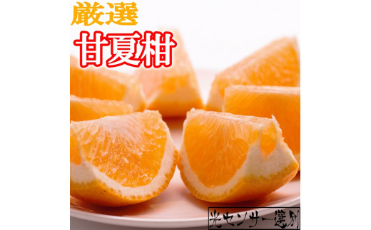 ＜4月より発送＞厳選甘夏柑10kg+300g（傷み補償分）【初夏のみかん・旬の果物】【有田産】【光センサー食べ頃出荷】【ikd067A ...