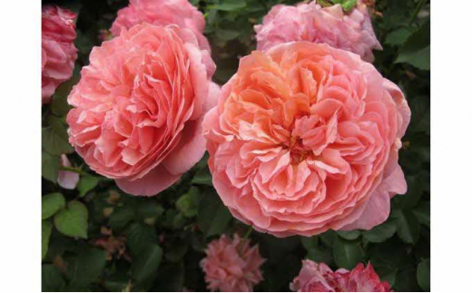 5221-0780]【Apple Roses】バラ苗『パウル・クレー』大苗6号ポット植え - 埼玉県飯能市｜ふるさとチョイス - ふるさと納税サイト