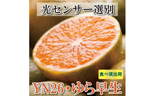 家庭用 極早生有田みかん10kg+250g（傷み補償分）【YN26・ゆら早生】【わけあり・訳あり】 ※北海道・沖縄・離島への配送不可 ※2025年10月上旬～11月中旬頃に順次発送予定 ...