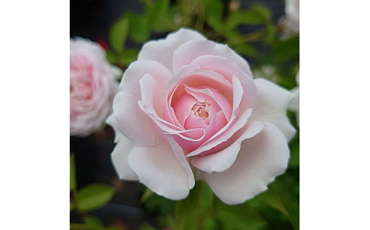 【Apple Roses】バラ苗『ユニコーン』新苗育成苗6号ポット植え[52210861] - 埼玉県飯能市｜ふるさとチョイス - ふるさと納税サイト