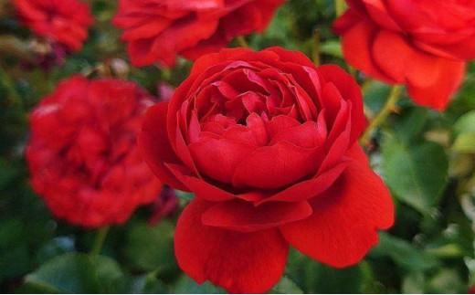 【Apple Roses】バラ苗『カントリー・ハウス』大苗6号ポット植え[52210932] - 埼玉県飯能市｜ふるさとチョイス - ふるさと ...