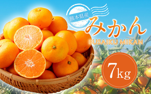 熊本県産みかん BUSAIKU MIKAN 7kg 【2025年10月上旬発送開始】 フルーツ 果物 くだもの みかん 蜜柑 柑橘 - 熊本県｜ふるさとチョイス - ふるさと納税サイト
