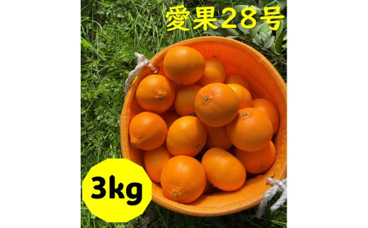 愛果28号 3kg ご家庭用 みかん 愛媛 【2024年12月発送】 先行予約 数量限定 愛媛県産 人気 柑橘 伊予市｜B246 - 愛媛県 ...