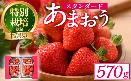 ＜予約受付中！2025年12月中旬より順次発送予定＞うるう農園のスタンダードあまおう(計570g・285g×2P) 苺 いちご イチゴ 果物 フルーツ 国産 福岡県 ヨーグルト ジャム ...