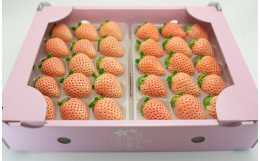 岸川農園のいちご「淡雪」220g×2P - 佐賀県NPO支援｜ふるさとチョイス - ふるさと納税サイト