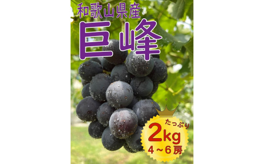 【先行予約】 巨峰 4～6房 2kg 2025年8月下旬発送開始 朝採れ 新鮮 減農薬 和歌山県 巨峰村 農園直送 - 和歌山県有田川町 ...