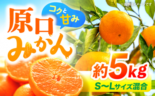 みかん 【12月より発送開始】 原口みかん 約 5kg （S～Lサイズ混合） 長崎 西海 みかん ミカン 原口みかん 5kg みかん ＜横坂農園＞ [CFW001] - 長崎県西海市｜ふるさと ...