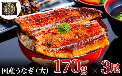 5695-1920]先行受付 【7月上旬配送】 うなぎ蒲焼 170g×3尾(510g) うなぎ 鰻 蒲焼 蒲焼き 大五通商 静岡 島田市 - 静岡県島田市｜ふるさとチョイス - ふるさと納税サイト