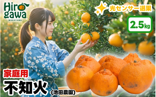 不知火 （ しらぬい ） 2.5kg+250g（痛み補償分） 家庭用 光センサー / デコポン 訳あり 甘い 和歌山 柑橘 ※2月上旬～3月下旬に順次発送 ※北海道・沖縄・離島への配送不可 ...