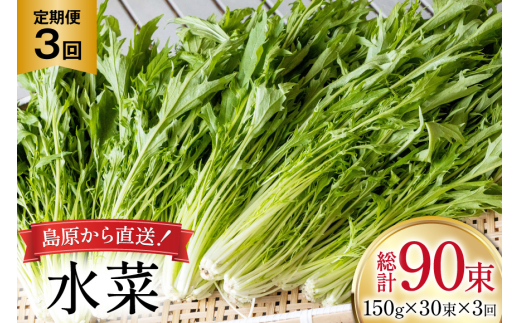 AI338 定期便 3回 水菜 30束 [ 野菜 みずな サラダ やさい 冷蔵 葉物野菜 田中農園 長崎県 島原市 ] - 長崎県島原市 ...