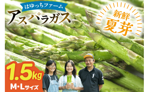 アスパラ アスパラガス 夏芽アスパラガス 1.5kg M L サイズ混合 [はゆっちFARM 長崎県 東彼杵町 hs42bag360005] アスパラ あすぱら 新鮮 夏 - 長崎県東彼杵町 ...