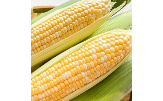 ＜標高1,000m超えで栽培。甘くて美味しい!＞木祖村産とうもろこし約20本【1507585】 - 長野県木祖村｜ふるさとチョイス ...