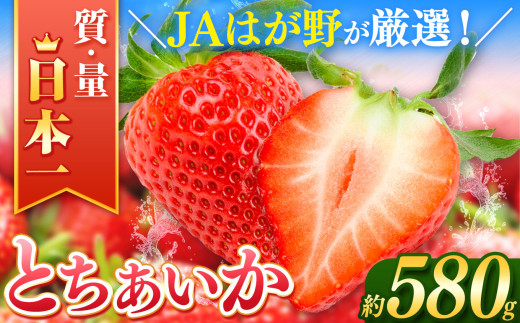 【2026年先行予約】とちあいか (約290g×2パック）約580g | 日本一 いちご生産量 JAはが野 栃木県 代表 真岡市 栃木県 送料無料 苺 ストロベリー 人気品種 フルーツ 果物 ...