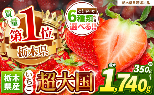 【栃木県共通返礼品】【先行予約】旬に発送 人気超上昇！！ 選べる いちご 6種類 350g ～ 1,740g以上 | 苺 キングダム 日本一 訳あり 家庭用 大粒 秀品 とちおとめ とちあいか ...