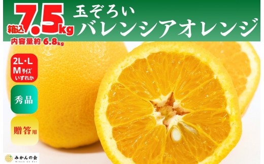 【お中元】バレンシアオレンジ 国産 玉ぞろい 秀品 箱込 約7.5kg (内容量 6.8kg ) 2L L M サイズのいずれか 和歌山県産 産地直送 みかんの会 【7月上旬～8月上旬に順次 ...