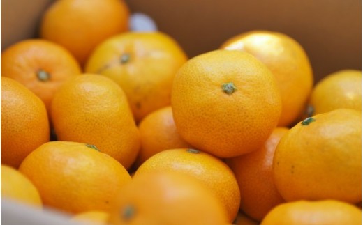 【訳あり】 森本農園の手選別 みかん 約2kg 和歌山県産 2S~2Lサイズ混合 【2025年11月上旬～2026年2月中旬ごろに順次発送】 - 和歌山県由良町｜ふるさとチョイス - ふるさと ...