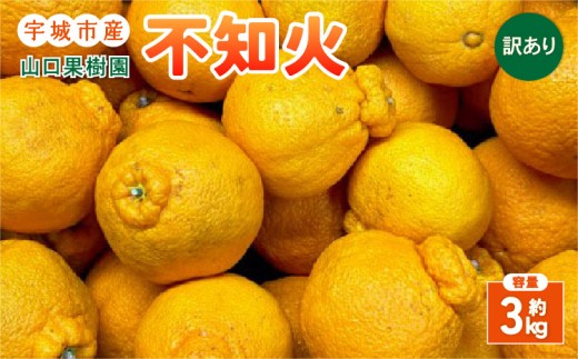 【先行受付】山口果樹園 訳あり 不知火 約3kg L～3L混合【2026年2月上旬から4月上旬発送予定】 - 熊本県宇城市｜ふるさとチョイス - ふるさと納税サイト